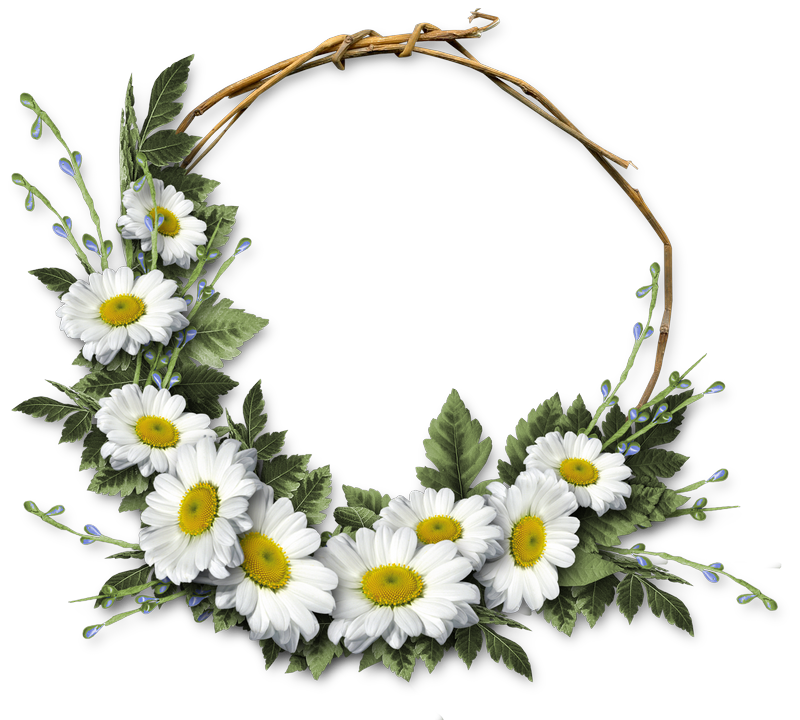 ForgetMeNot: daisies frames